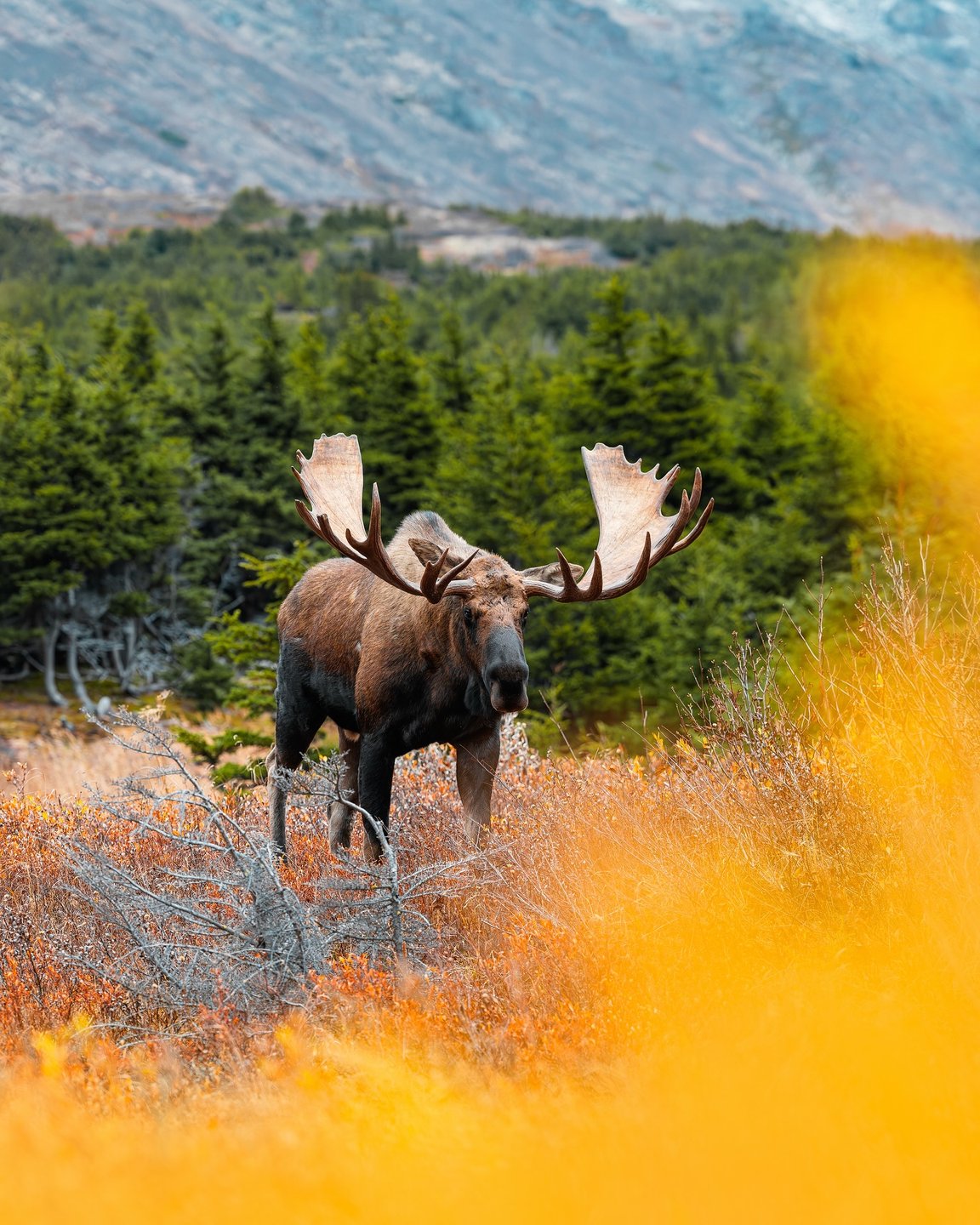 Wildlife in Alaska - All About Alaska's Wildlife | Travel Alaska