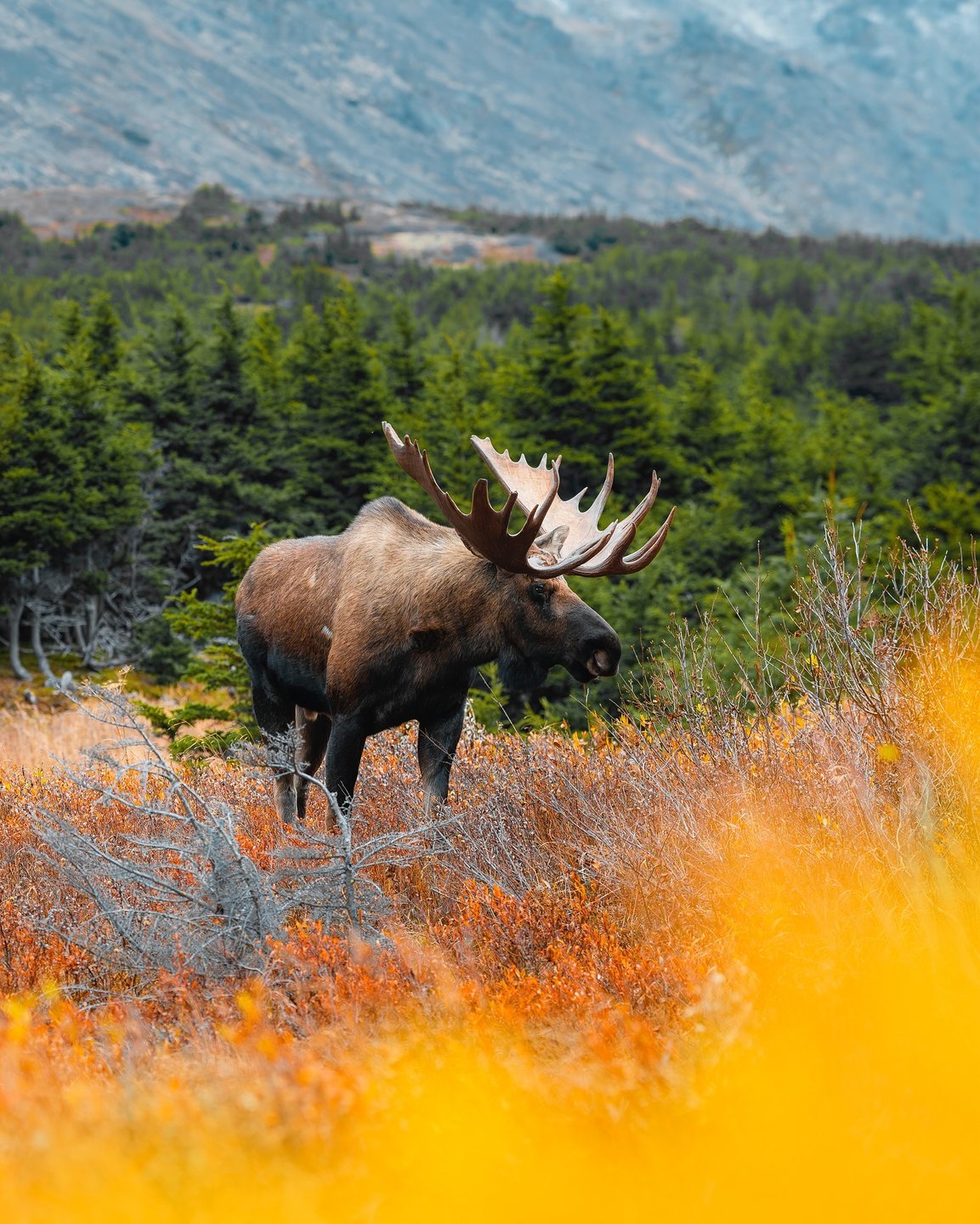 Wildlife in Alaska - All About Alaska's Wildlife | Travel Alaska
