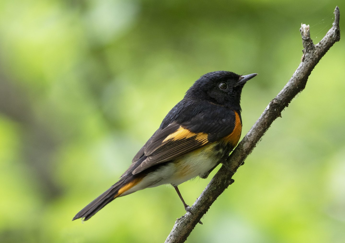 Tennessee State Birding Park