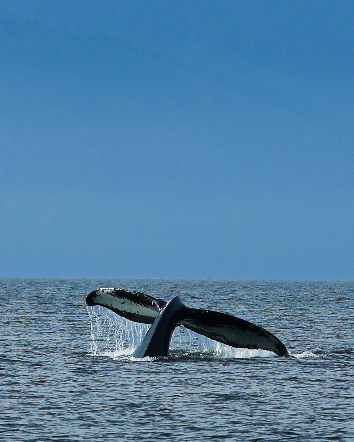 Whale Watching in Alaska | Travel Alaska