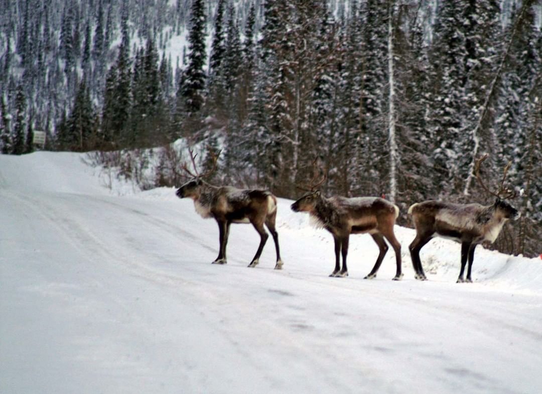 Coldfoot, AK | Things to do, Recreation, & Travel Information | Travel ...