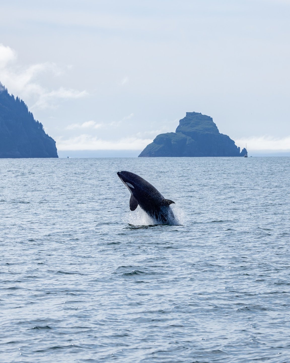 Whale Watching in Alaska | Travel Alaska