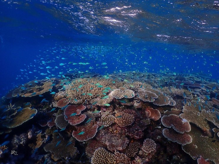 Great Barrier Reef Queensland Whitsundays, Great Barrier Reef,