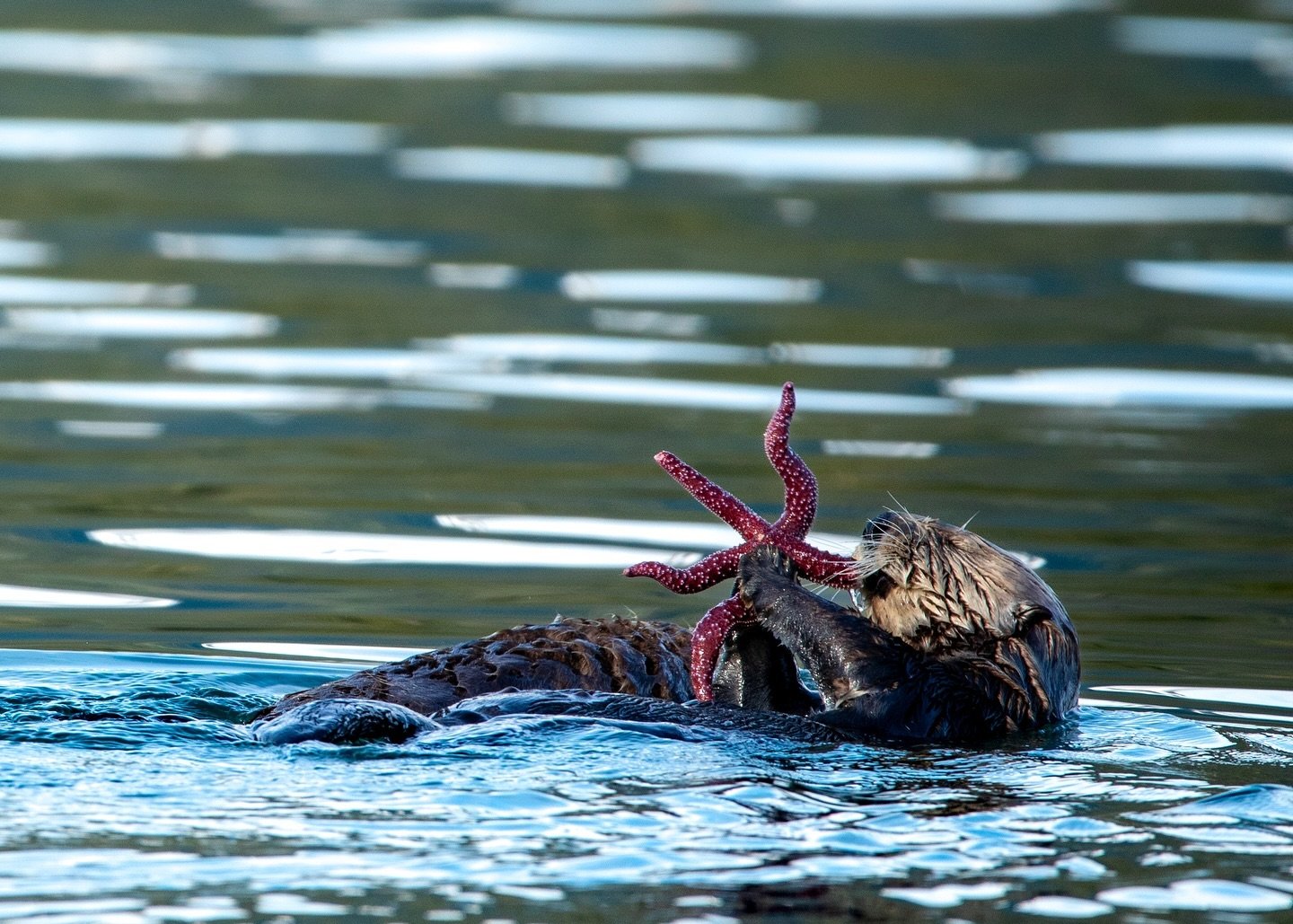 Pribilof Islands, AK | Things to Do, Recreation, & Travel Information ...