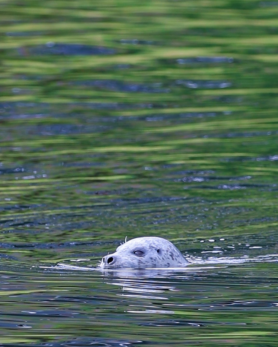 Pribilof Islands, AK | Things to Do, Recreation, & Travel Information ...