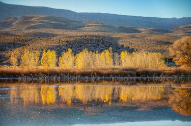 Alamo, Nevada | Alamo, Nevada to Las Vegas | Alamo, NV