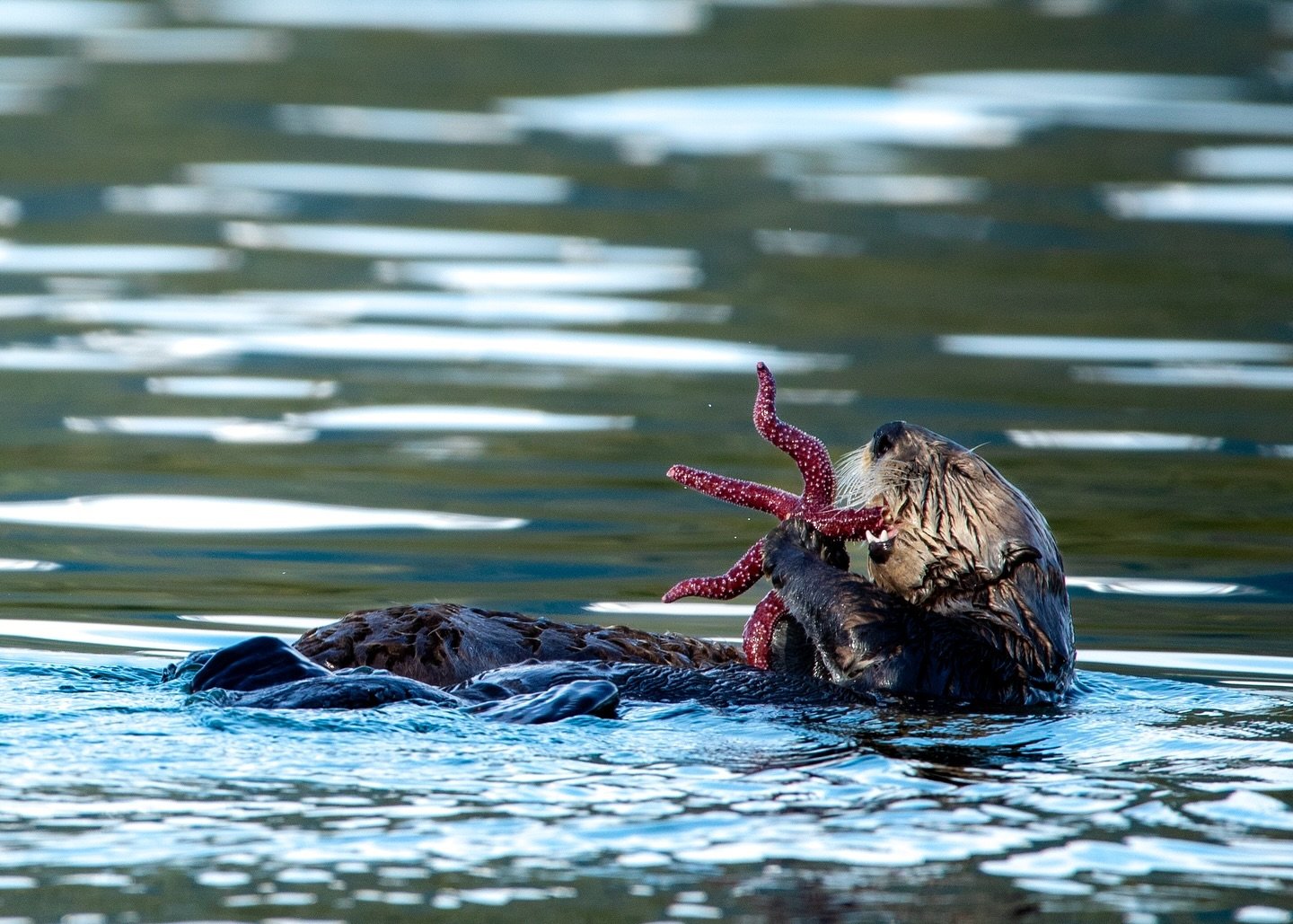 Pribilof Islands, AK | Things to Do, Recreation, & Travel Information ...