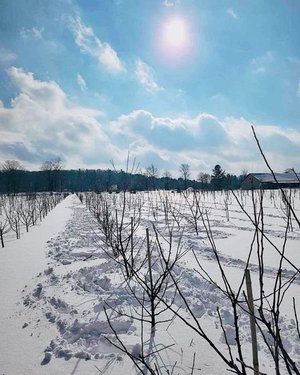 Slabtown Cider | Ontario Culinary