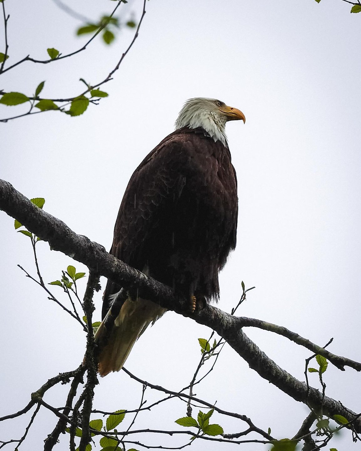 Pribilof Islands, AK | Things to Do, Recreation, & Travel Information ...