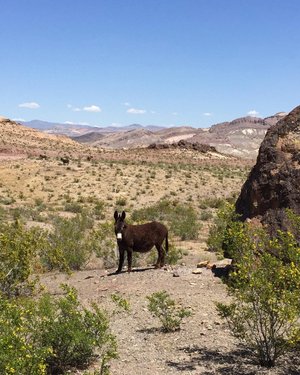 Wildlife in Nevada | Nevada Animals | Travel Nevada
